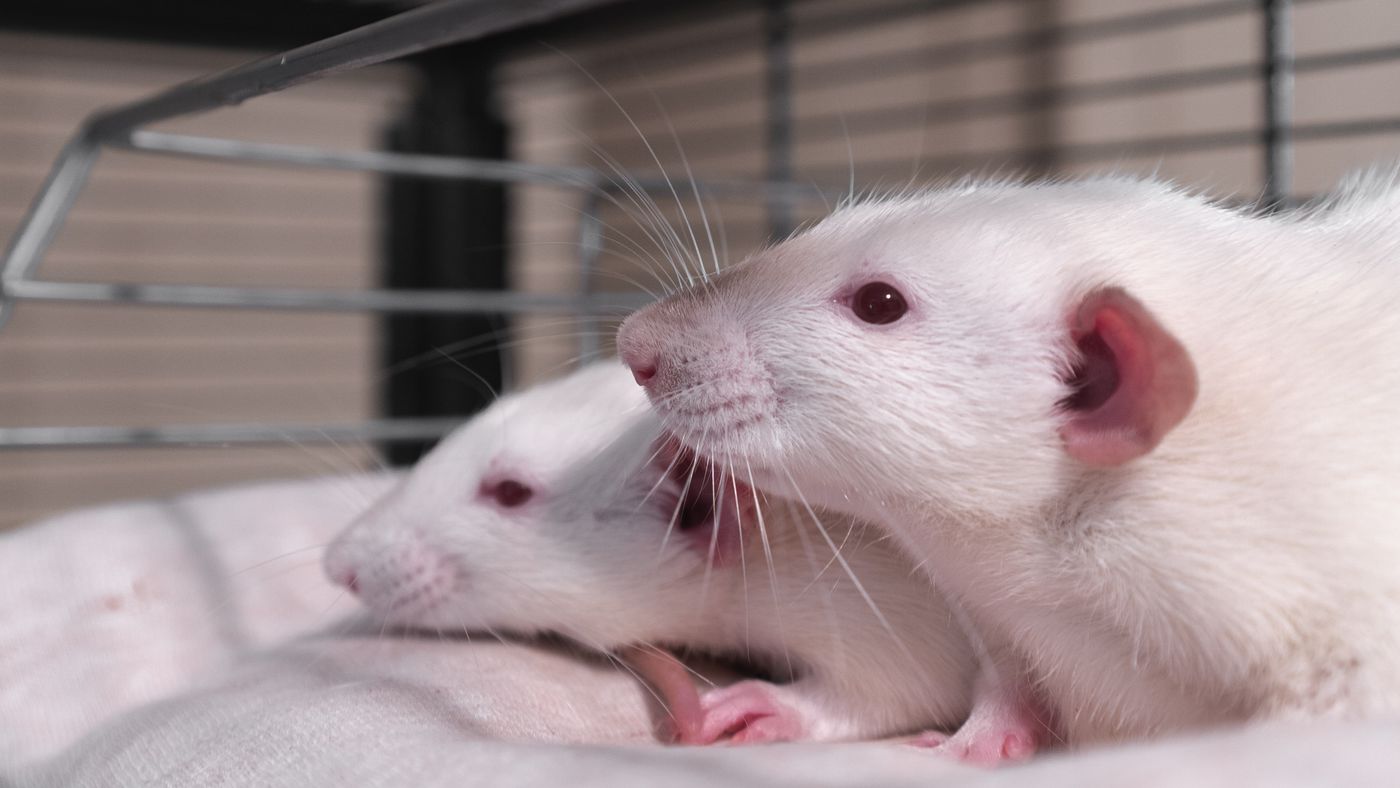 Ratos "curtem" música e podem "dançar" espontaneamente - Canaltech