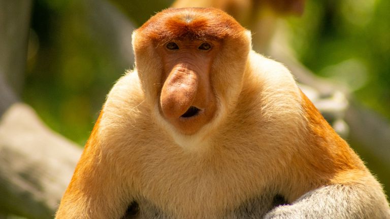 10 animais mais raros do mundo que só conseguem viver num único habitat ...