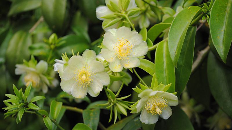 O que é PANC? | Planta Alimentícia Não Convencional - Canaltech