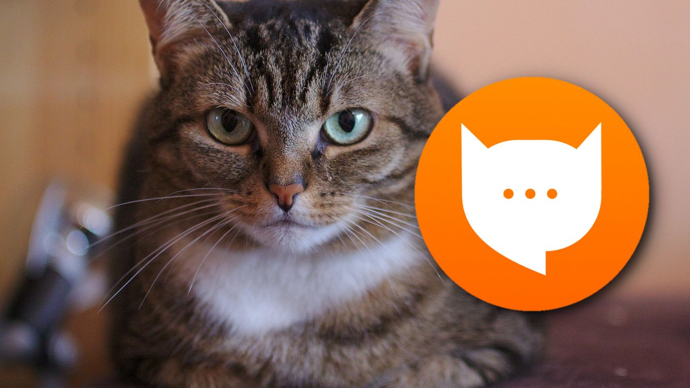 Meowtalk | O que é e como funciona o app que promete traduzir miados ...