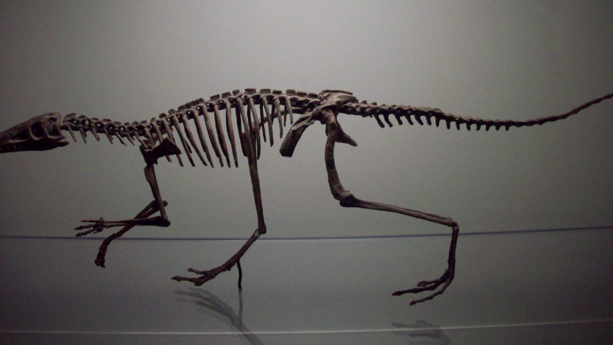 Fóssil de ancestral dos pterossauros é encontrado no Rio Grande do Sul ...