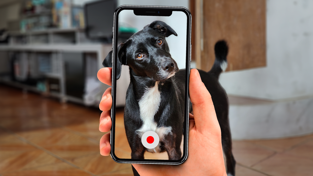 7 dicas para tirar as melhores fotos do seu cachorro - Canaltech