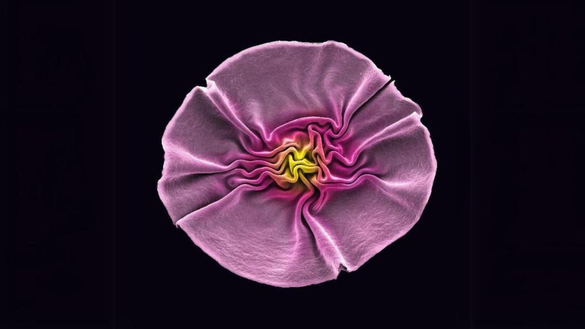 Vírus se agrupam e formam belas estruturas parecidas com flores - Canaltech