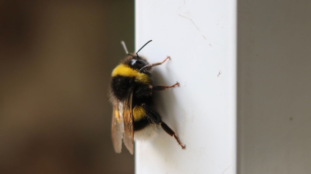 Ransomware Bumblebee pode te infectar por meio de anúncios no Google ...