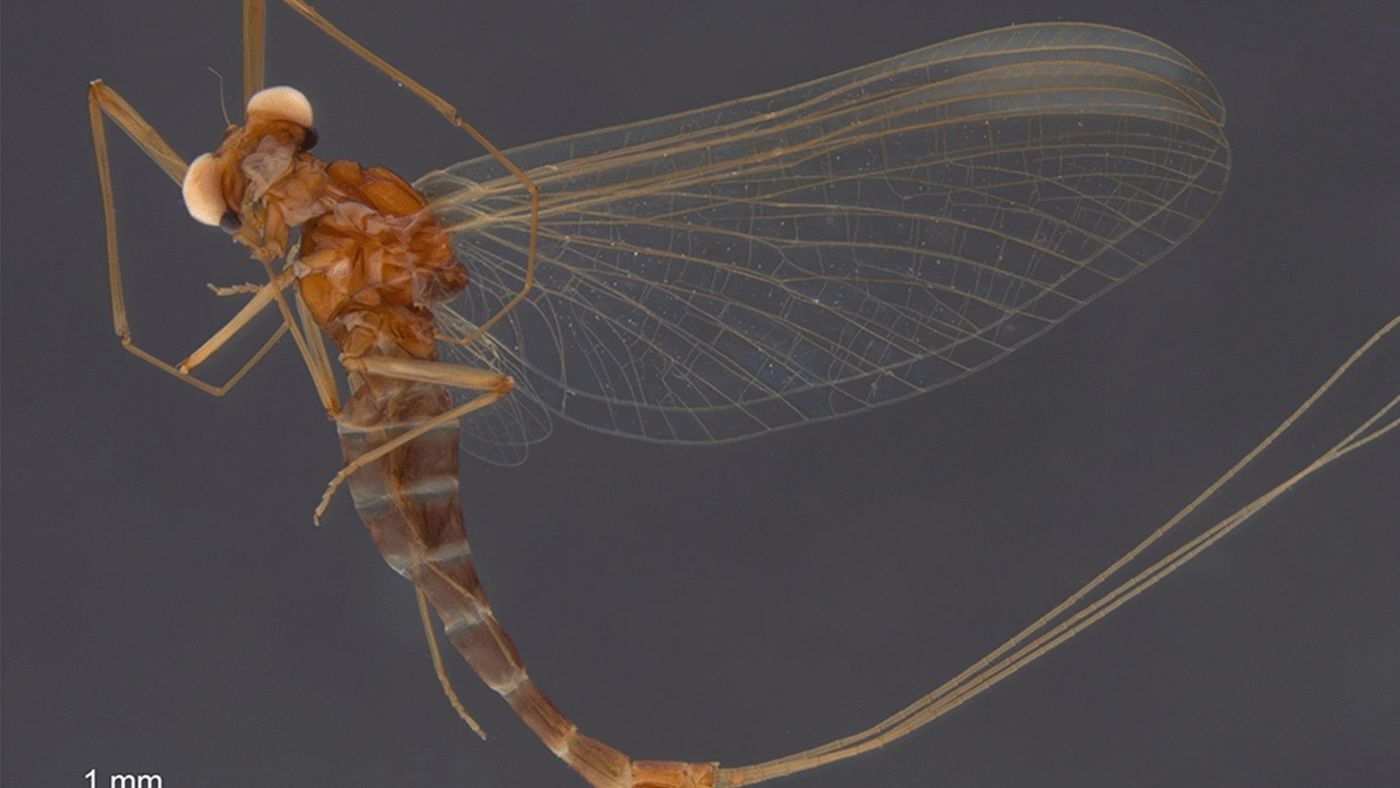 Descoberta nova espécie de inseto preservado em âmbar de 35 milhões de ...