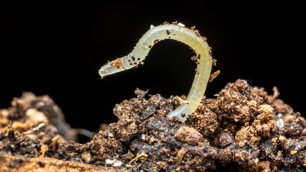 Genes de vermes que controlam cérebro de hospedeiros intrigam ...