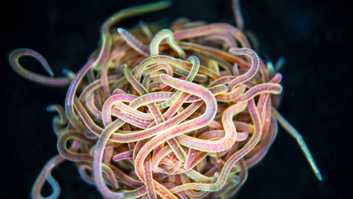 Curiosa bola de minhocas se desfaz em milissegundos; veja como - Canaltech