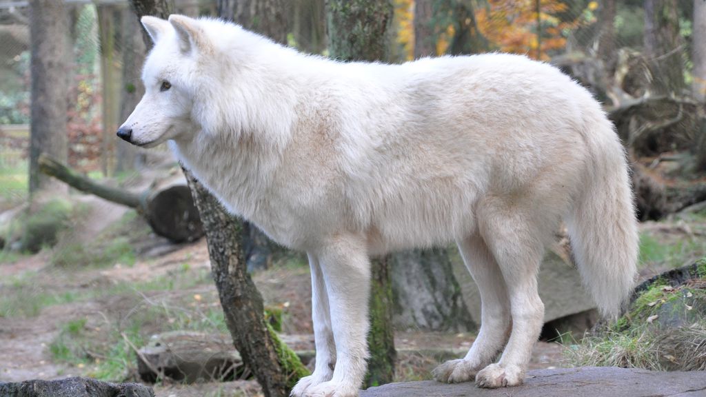 Chineses criam primeiro clone de lobo-do-ártico do mundo - Canaltech