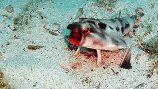 Conheça o peixe-morcego com 'lábios' vermelhos de Galápagos - Canaltech