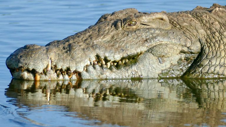 Crocodilo Henry: réptil tem mais de 10 mil filhos completa 124 anos ...