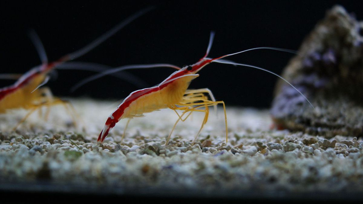 Você sabe o que é poti-poti, da música infantil da borboletinha ...