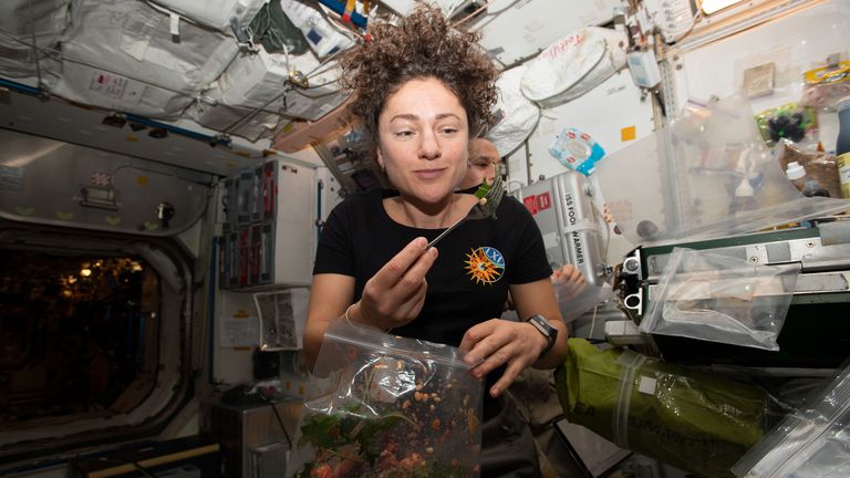 Salada espacial: astronautas da NASA comem vegetal cultivado na ISS ...