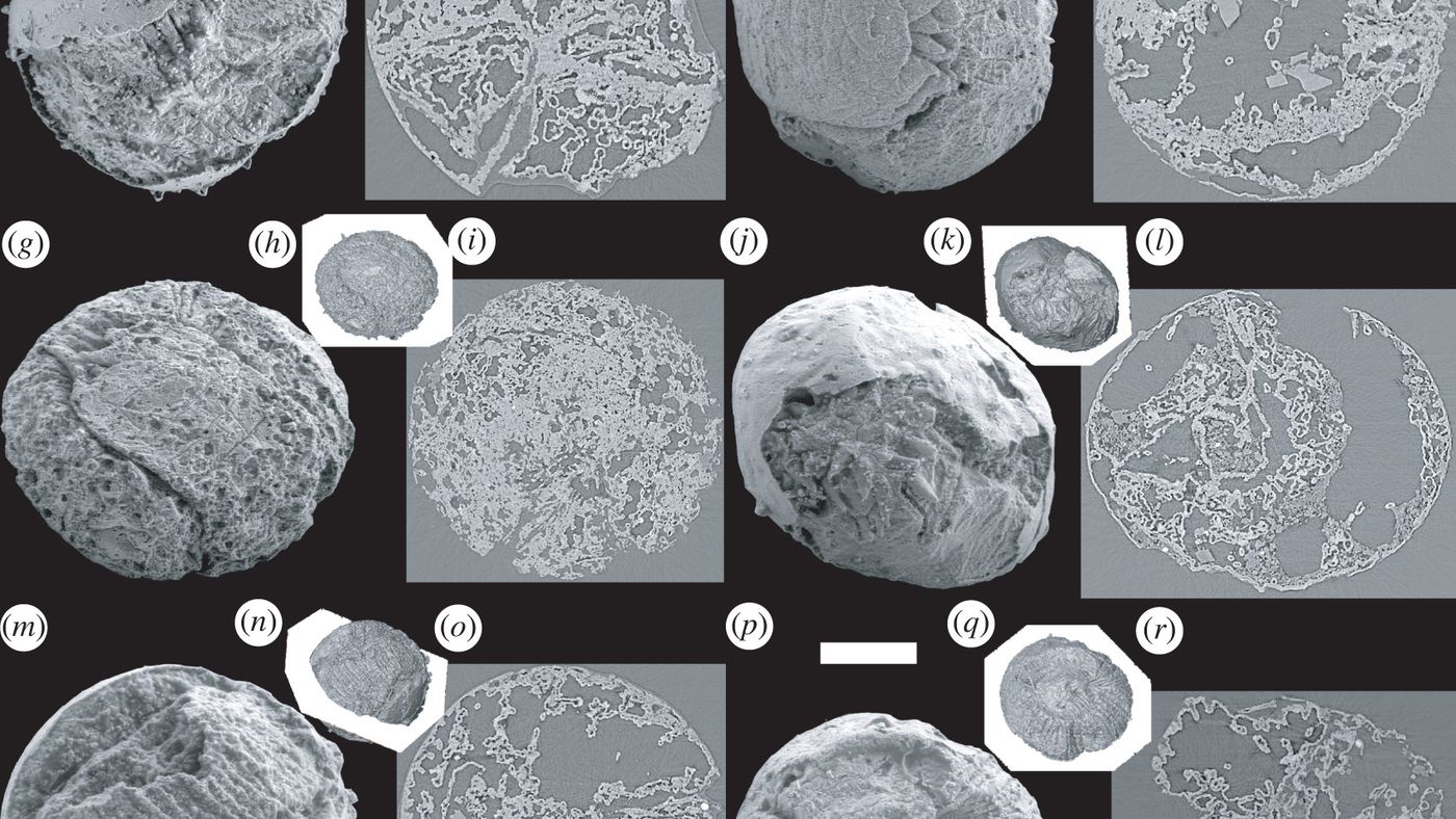 Embrião de verme com 500 milhões de anos é encontrado incrivelmente ...