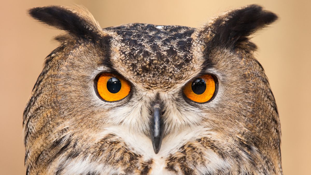 Coruja gigante e rara faz sua primeira aparição pública em 150 anos ...