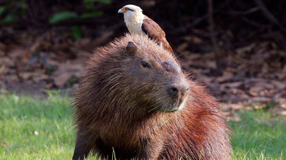Por que a capivara virou um bicho tão querido e popular no mundo todo ...
