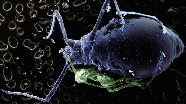 Machos deste inseto têm "vagina" e as fêmeas têm "pênis" - Canaltech