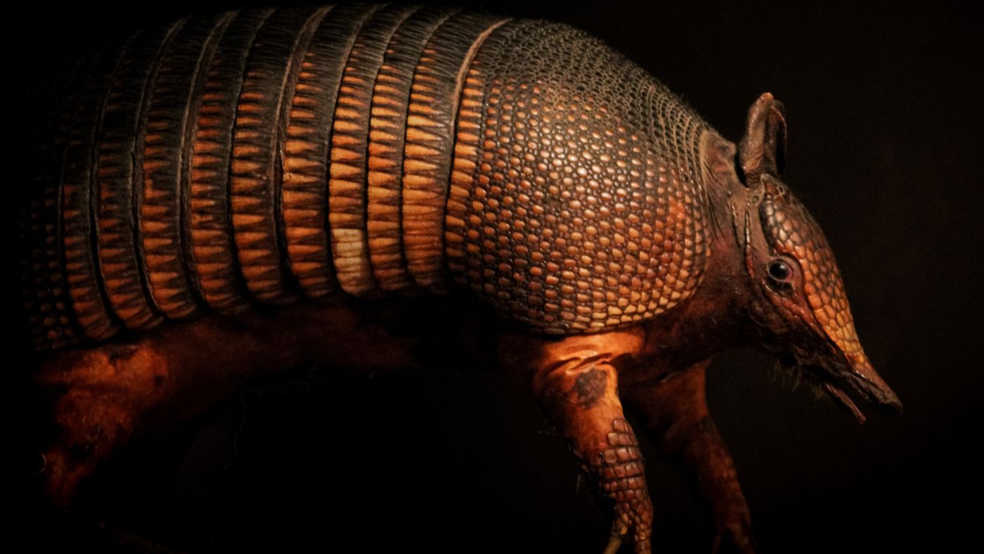 O que é a doença do tatu, que matou um jovem no Piauí - Canaltech