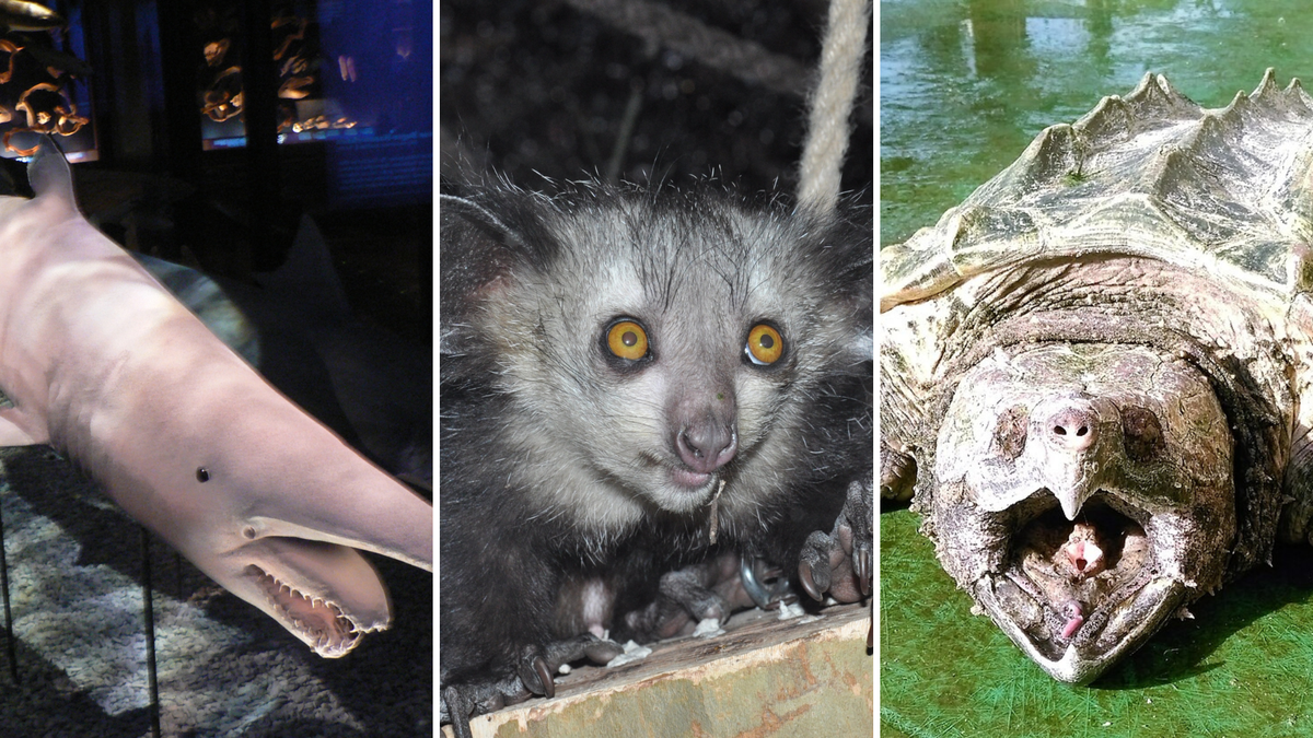 Os 10 animais mais estranhos do mundo — alguns parecem de outro planeta ...
