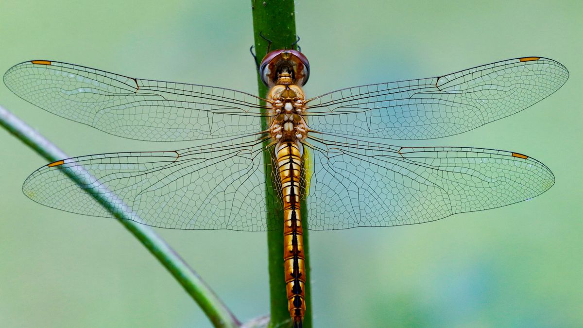 Estudo sugere que asas de inseto evoluíram das guelras - Canaltech