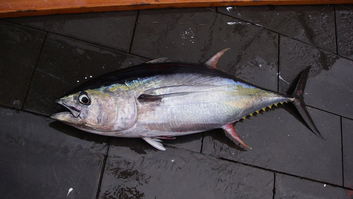 Peixe morre brutalmente em aquário após ficar atormentado com flashes ...