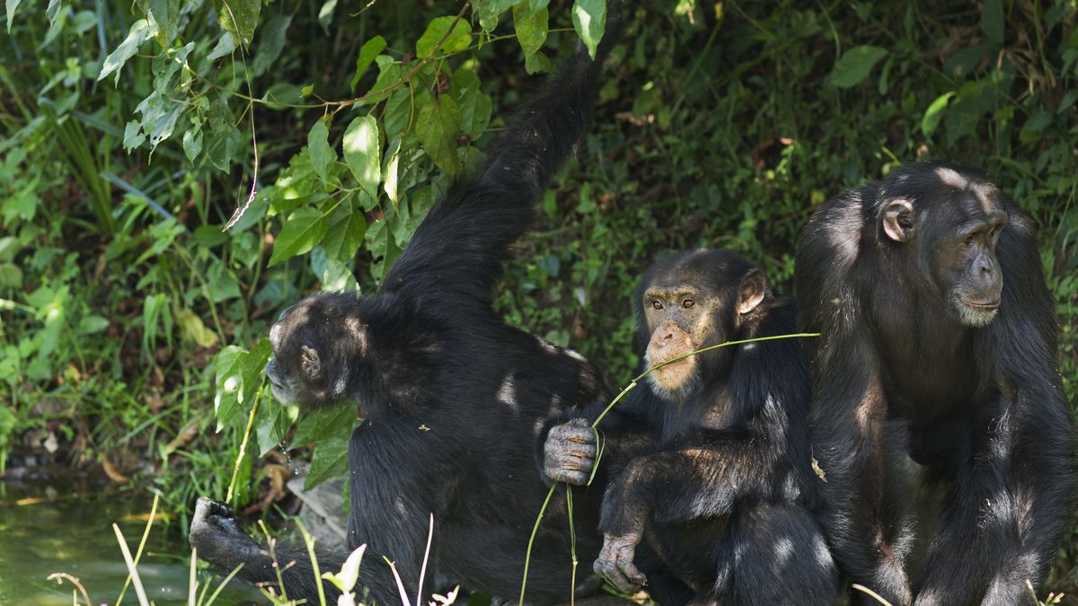 Chimpanzés urinam juntos e isso pode ser um curioso traço evolutivo ...