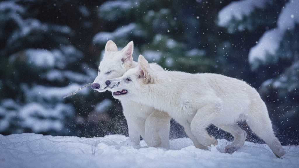 Lobos-terríveis e outros animais da Colossal vão ficar em reservas ...