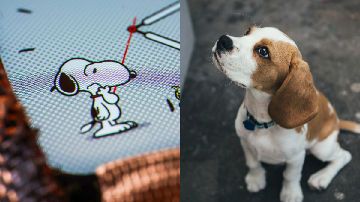 Beagle | Conheça raça do Snoopy, cachorro do Charlie Brown que teria ...