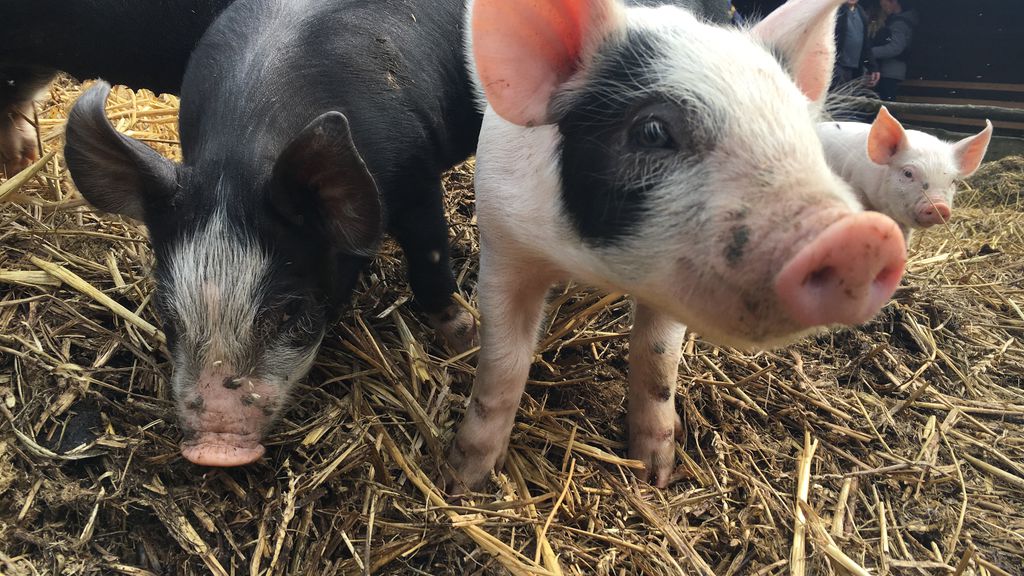 Chineses clonam porcos usando IA pela primeira vez - Canaltech