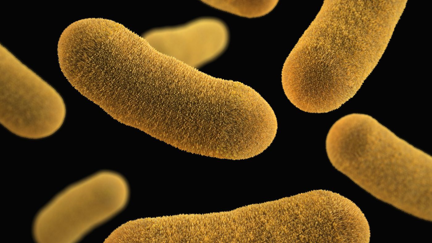 As bactérias mais mortais do mundo - Canaltech