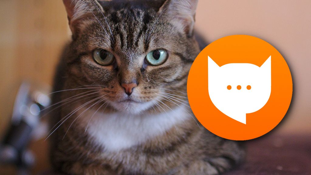 Meowtalk | O que é e como funciona o app que promete traduzir miados ...