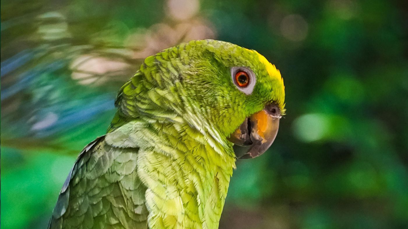 Qual é a diferença entre papagaio, maritaca e arara? - Canaltech