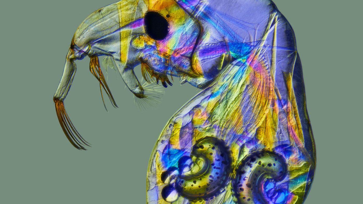 As 10 fotos microscópicas mais incríveis de 2020 - Canaltech