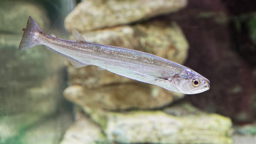 Candiru, o peixe que aterroriza banhistas na Amazônia ao entrar em ...