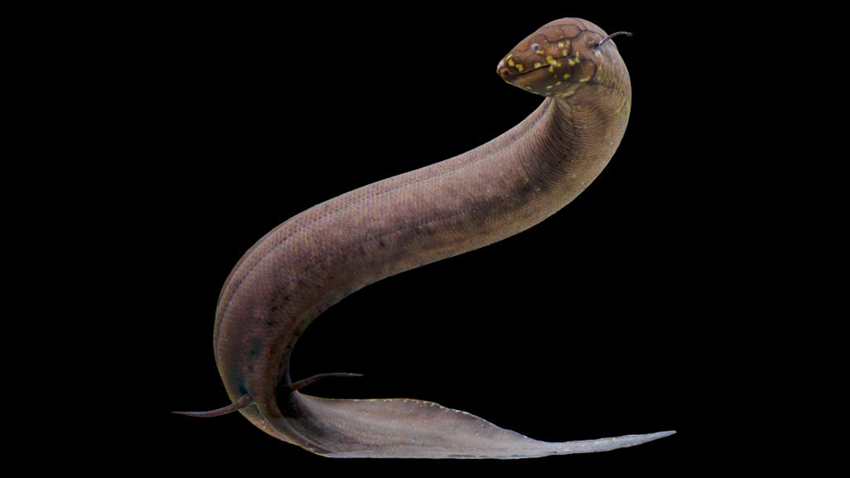 Piramboia, peixe brasileiro com pulmões, tem o maior genoma de todos os ...