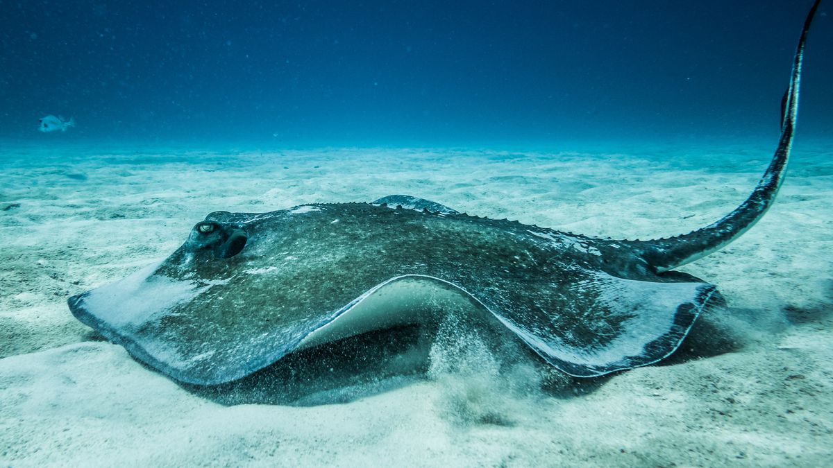 Pescadores encontram raríssima arraia gigante no Camboja; veja o vídeo ...