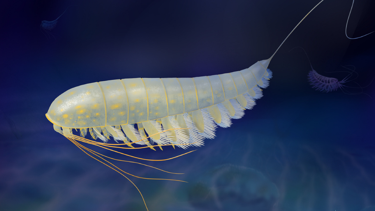 Fóssil preservado em ouro-de-tolo revela animal inédito à ciência ...