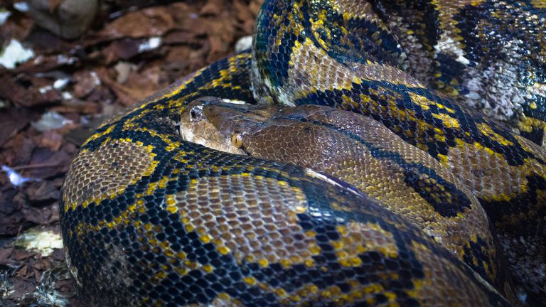 Pesquisadores encontram maior cobra píton da história - Canaltech