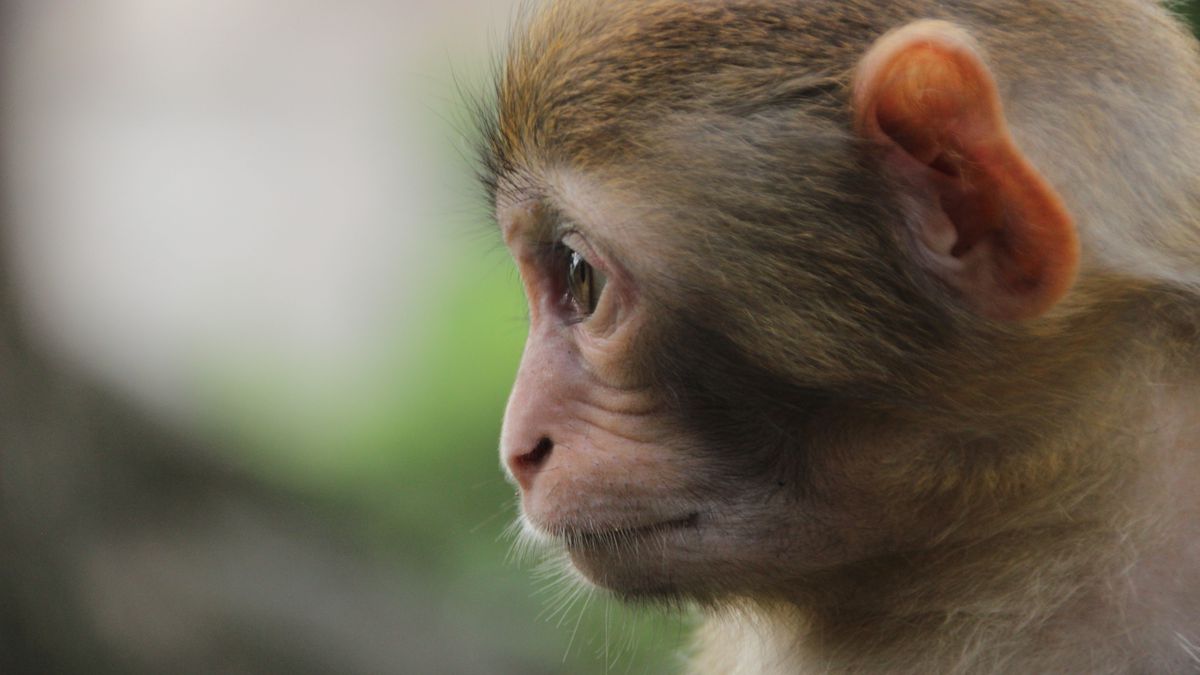 Cientistas usam células-tronco para criar o primeiro macaco quimérico ...