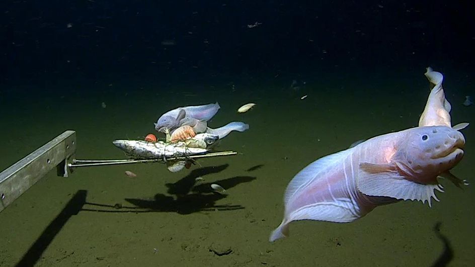 Peixe Mais Raro Ja Pescado