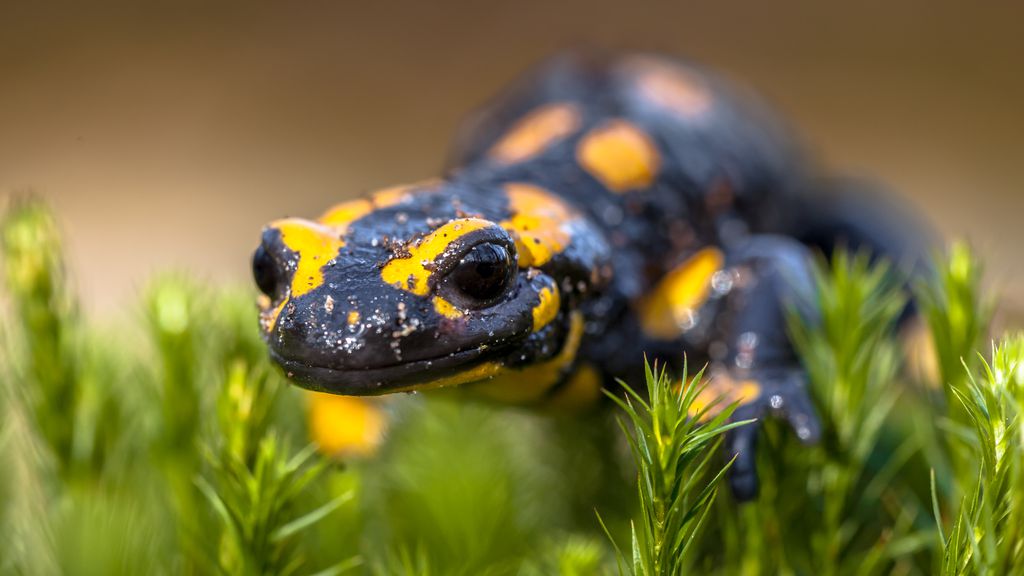 Por que as salamandras têm um poder incrível de regeneração? - Canaltech