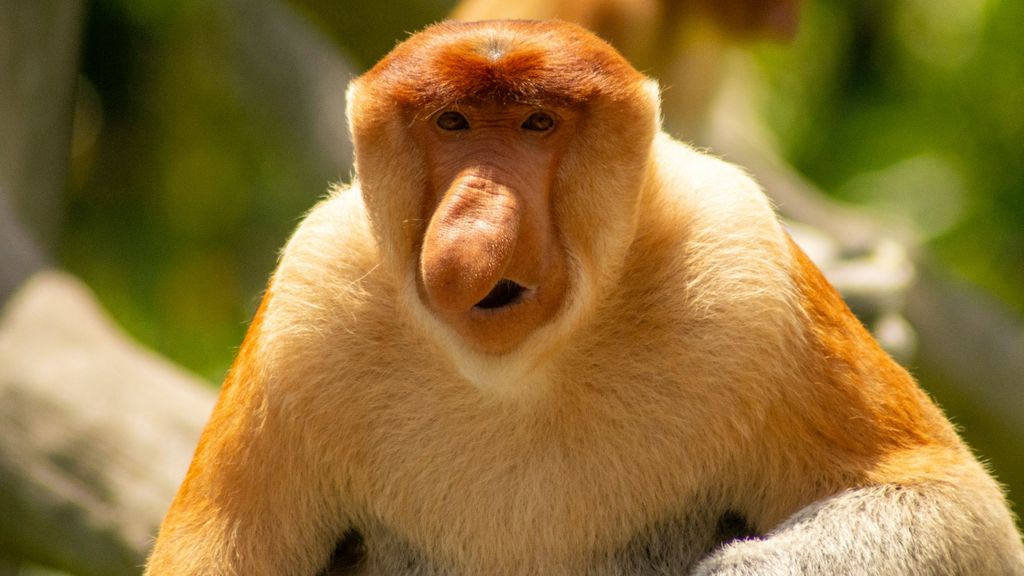 Animais Mais Raros Do Mundo 2024 OS 10 ANIMAIS MAIS RAROS DO MUNDO!!