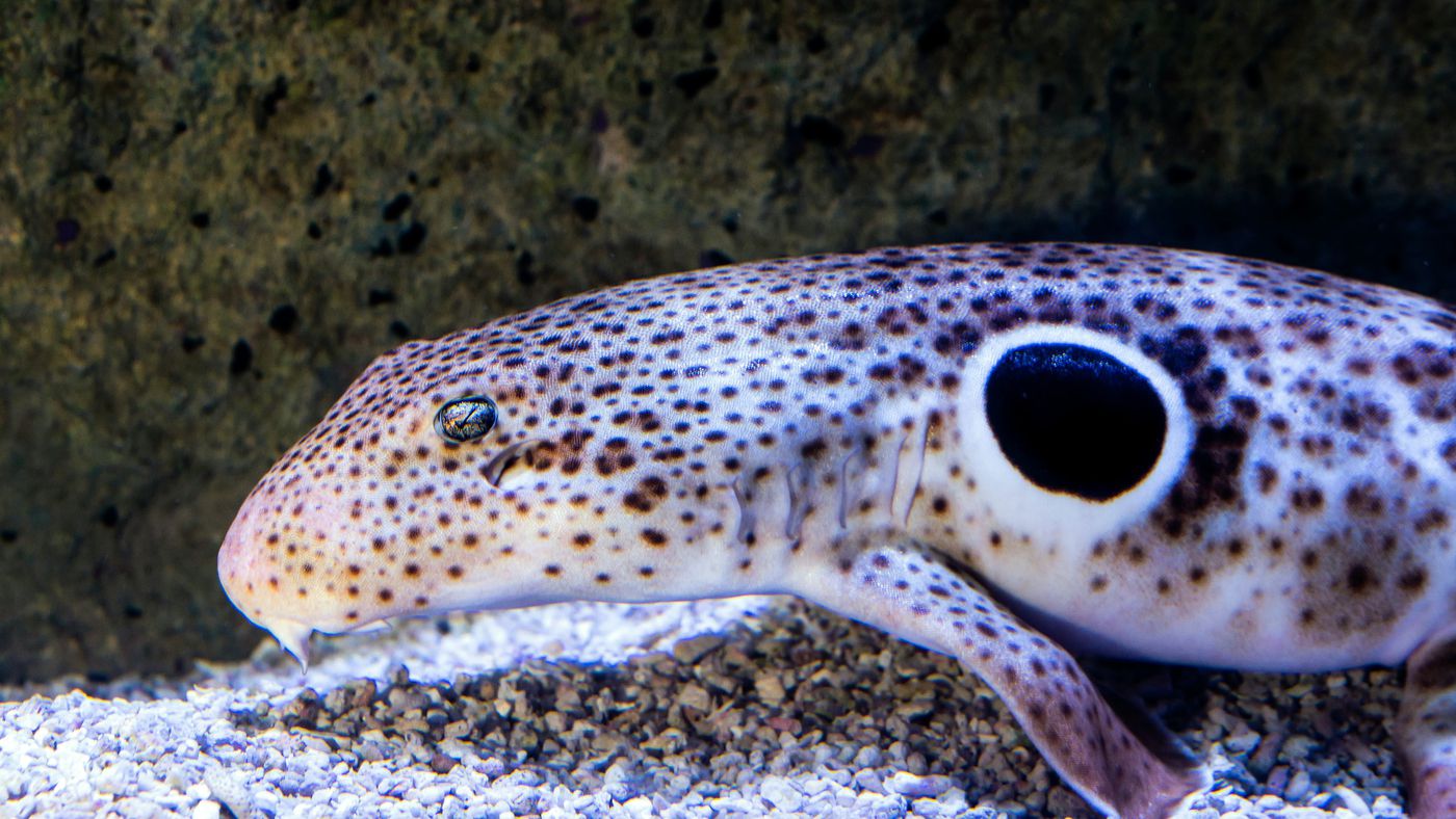 Esta é a única espécie de tubarão capaz de se locomover em terra ...