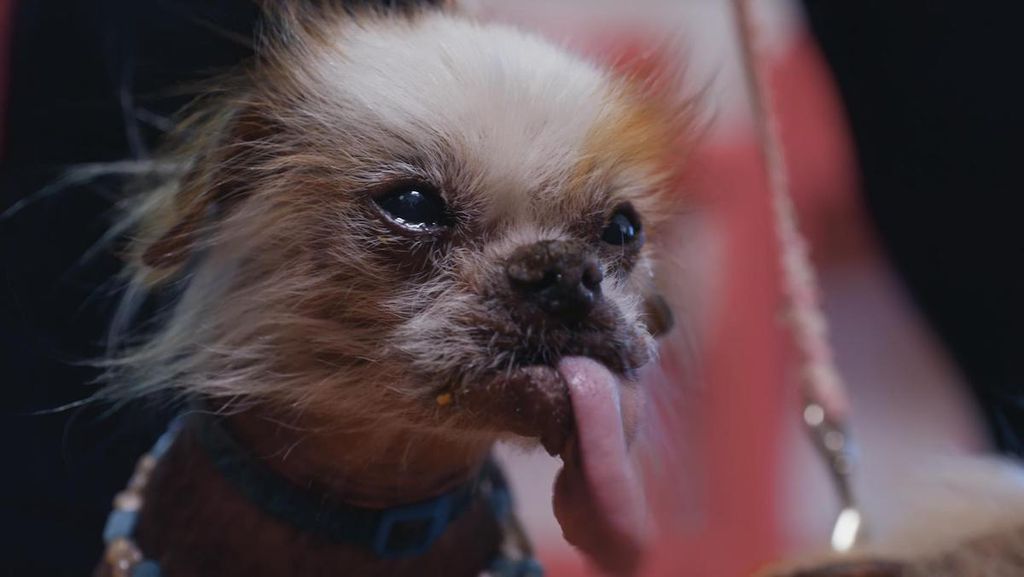 Crítica | Pet Stars: um grande comercial em pele de reality show ...