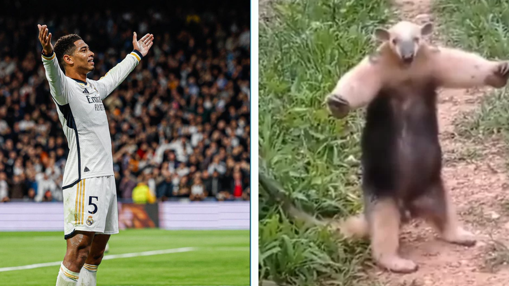 Belligol | Como o jogador de futebol Bellingham virou meme - Canaltech