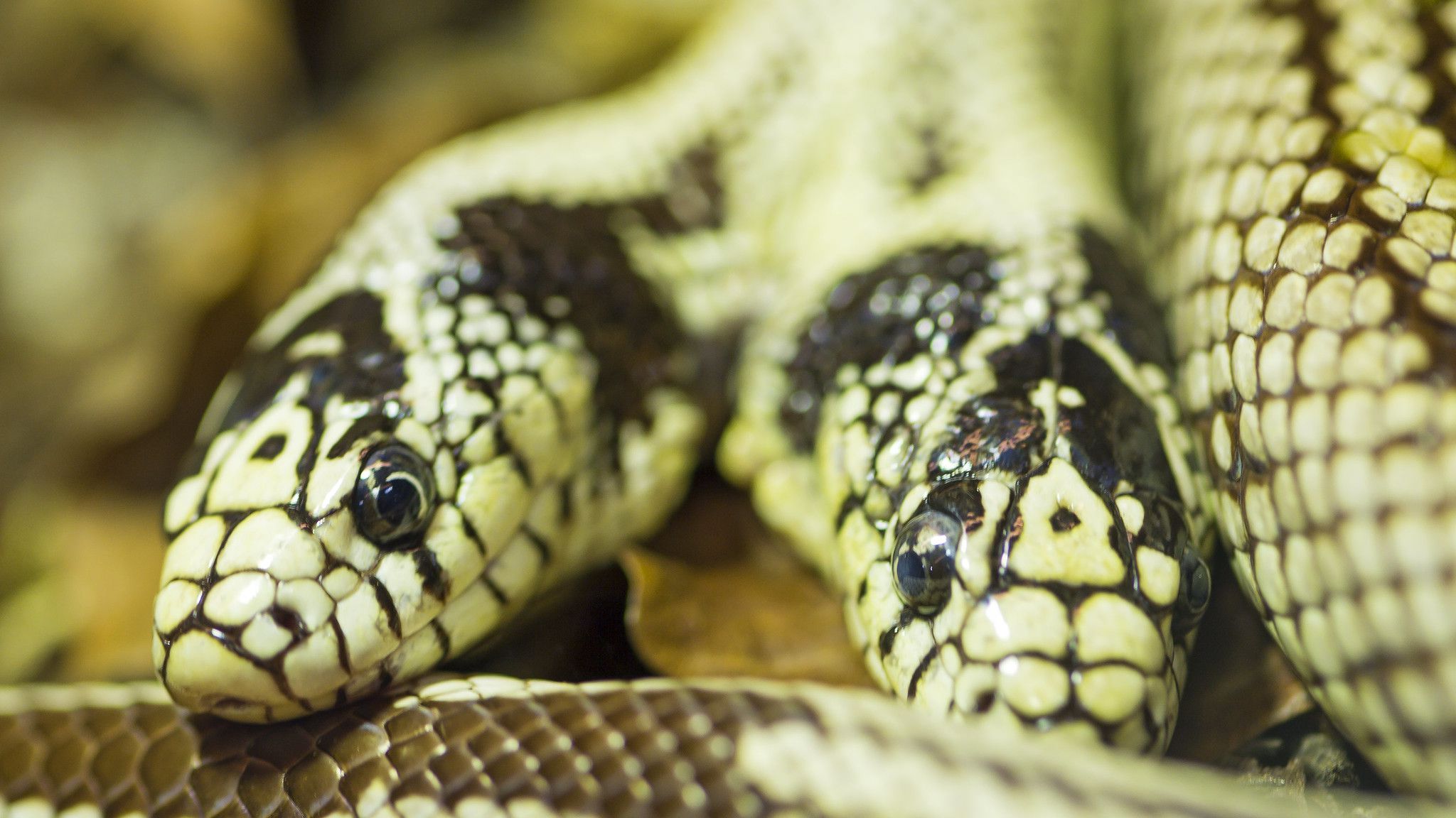 O que é policefalia, que faz animais terem duas cabeças - Canaltech