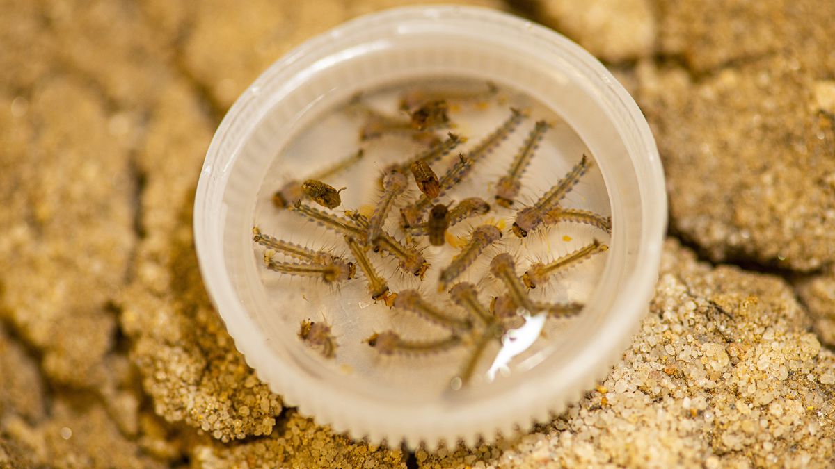 Como é a larva do mosquito da dengue - Canaltech