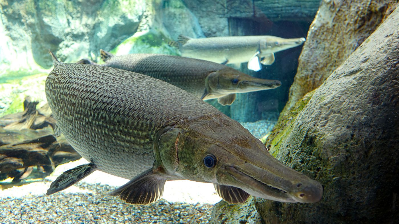 Fóssil vivo! Peixe-jacaré raro e antigo é misteriosamente encontrado ... Fóssil vivo! Peixe-jacaré raro e antigo é misteriosamente encontrado ...