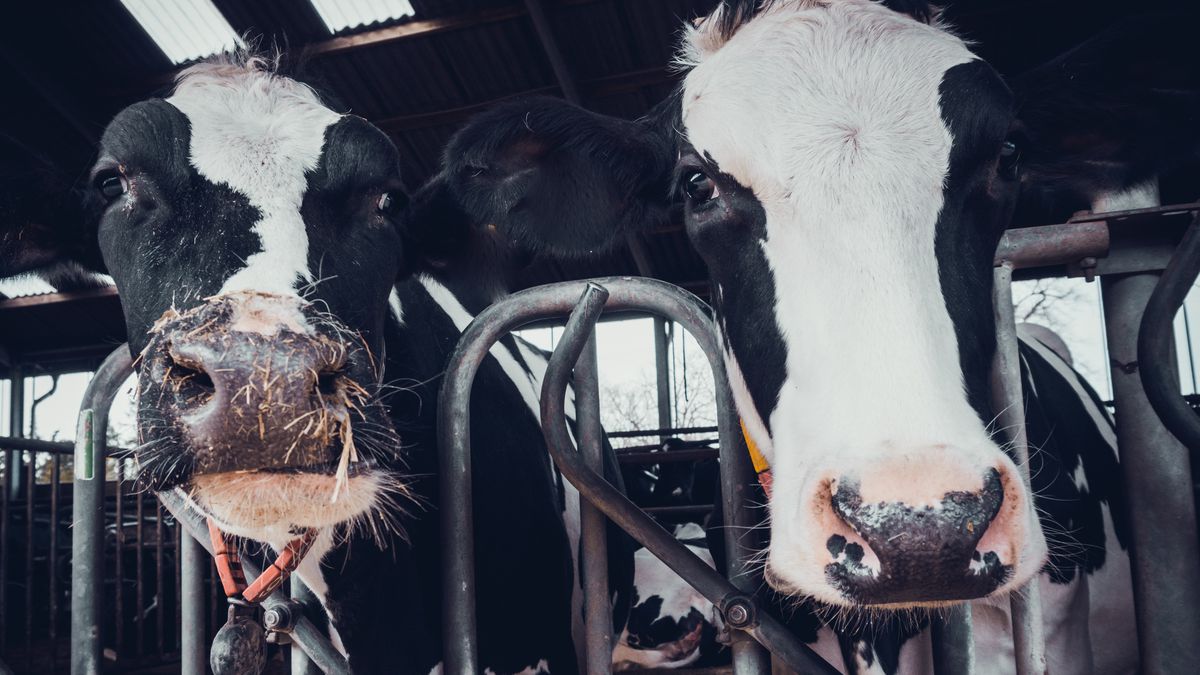 Chineses clonam supervacas capazes de dar 18 toneladas de leite ao ano ...