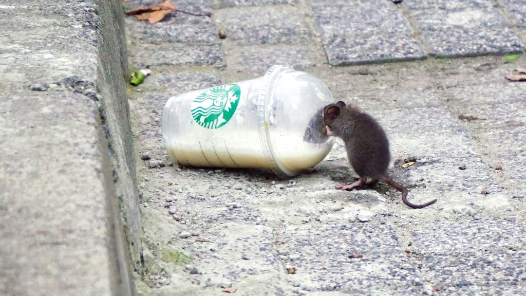 Ratos nas Olimpíadas: Paris adota estratégias para garantir saúde e ...