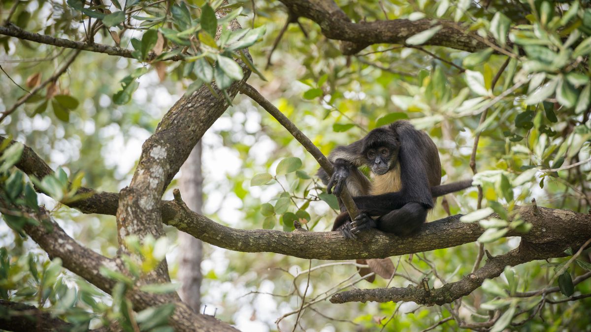 A razão para gostarmos de bebidas alcóolicas pode ser explicada por ...